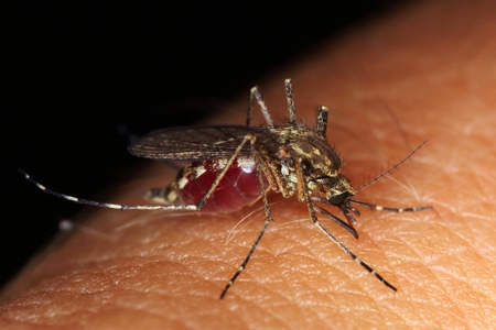 Bloodborne Pathogens | Definition, Types & Examples | Study.com