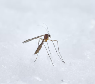 Opportunistic Infections | Definition, Types & Examples - Lesson ...