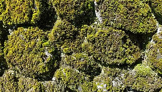 Bryophytes Life Cycle, Characteristics, Structure & Examples | What are ...