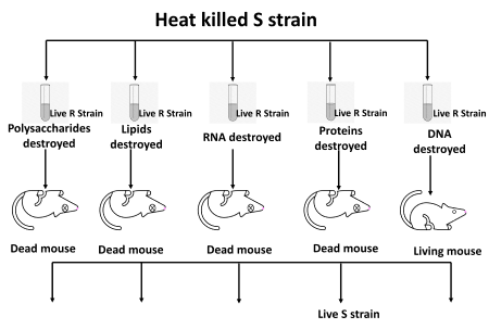 AP Biology Practice Test