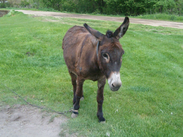 Ecological & Morphological Species Concept | Definition & Example ...