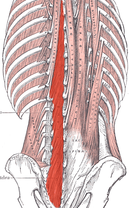 Semispinalis Multifidus Rotatores