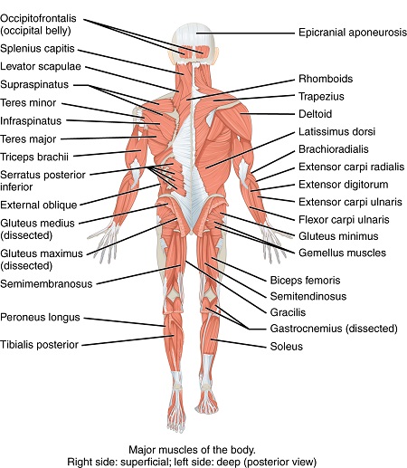 Naming Skeletal Muscles Worksheet Answers Studying Worksheets Naming Skeletal Muscles Worksheet Answers Studying Worksheets