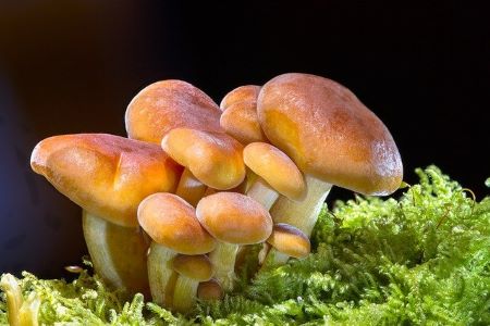 Mycology | Definition, History & Terms | Study.com