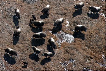 Musk Ox Facts: Lesson for Kids | Study.com