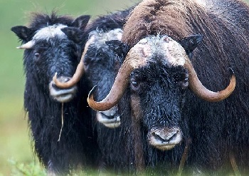 Musk Ox Facts: Lesson for Kids | Study.com