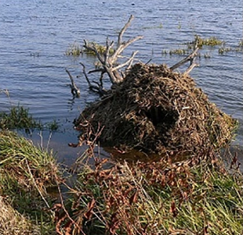 Muskrats Habitat, Diet & Facts | What is a Muskrat? - Lesson | Study.com