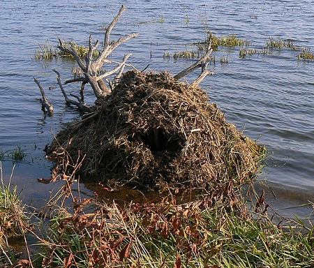 Muskrat Types & Characteristics | What is a Muskrat? | Study.com
