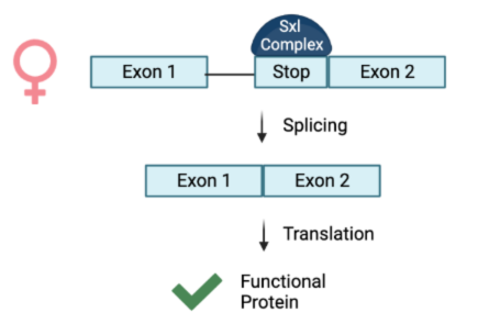 Justifying the Need for Alternative mRNA Splicing in Eukaryotic Post ...