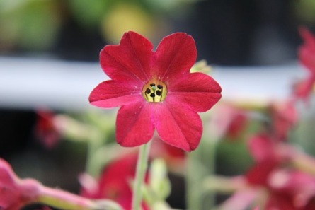 Discerning the Process of Divergent Evolution, Diversification ...