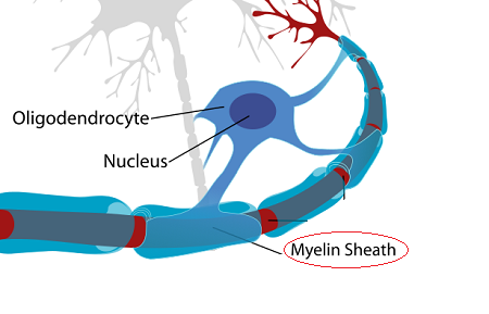 Prefrontal Cortex Development & Function | What is the Prefrontal ...