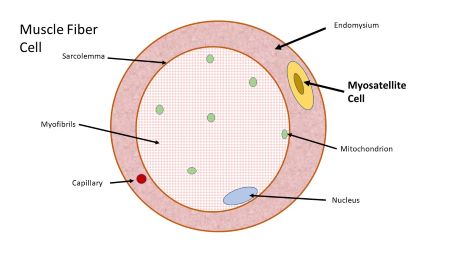 is the connective tissue covering within a muscle that contains ...
