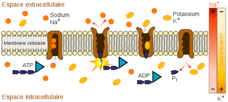 ATP | Meaning, Structure & Formula - Lesson | Study.com