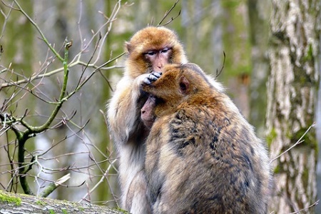 Barbary Macaque Monkey | Classification, Behavior & Habitat | Study.com