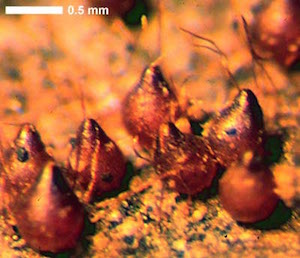 Ascomycota: Characteristics & Structure | Study.com