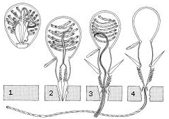 Moon Jellyfish | Classification, Taxonomy & Adaptations - Lesson ...