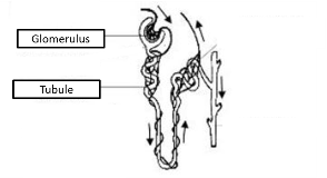 Renal Tubular Acidosis: Symptoms & Treatment | Study.com