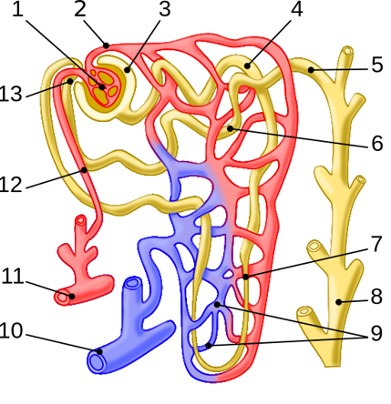 Nephritic vs. Nephrotic Syndromes | Symptoms & Causes - Lesson | Study.com