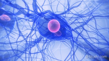 Terms for Conditions Affecting the Nerves - Lesson | Study.com