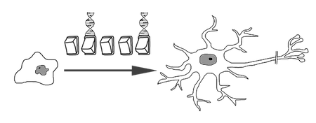 G0 Phase of the Cell Cycle | Overview & Importance - Lesson | Study.com