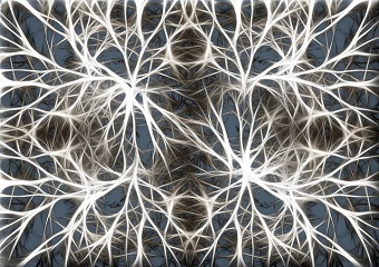 Insula Function & Location | Study.com