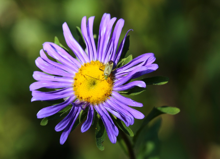 Aster Flower | Definition & Types - Lesson | Study.com