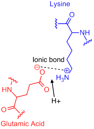 Structural & Conditional Factors that Impact Enzyme Activity | Study.com