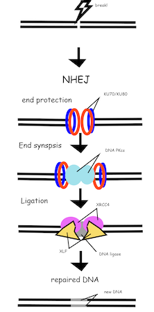 Double-Stranded Break Repair | Definition, Causes & Types - Lesson ...