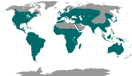 Nightjar Call, Facts & Range | Study.com