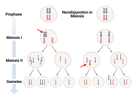 Differentiating between Genetic Disorders Caused by Chromosomal Changes ...
