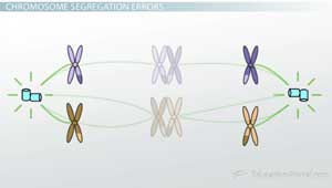 Nondisjunction & Aneuploidy: Definition & Examples - Lesson | Study.com