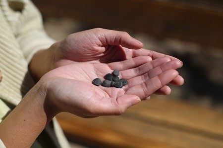 Anatomical Terms for Hands, Feet & Limbs | List & Meaning - Lesson ...