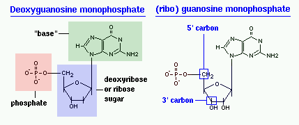 Macromolecules Definition, Types & Uses - Lesson | Study.com