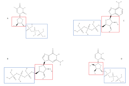 Identifying Nucleotides | Chemistry | Study.com