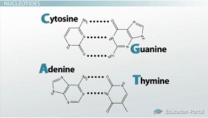 Deletion Mutation | Overview, Examples & Diseases - Lesson | Study.com