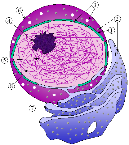 Cellular Structure | Overview & Functions - Lesson | Study.com