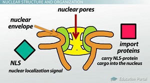 Nucleus vs. Nucleolus | Function, Structure & Anatomy - Lesson | Study.com