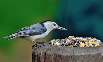 Nuthatch Facts: Lesson for Kids | Study.com