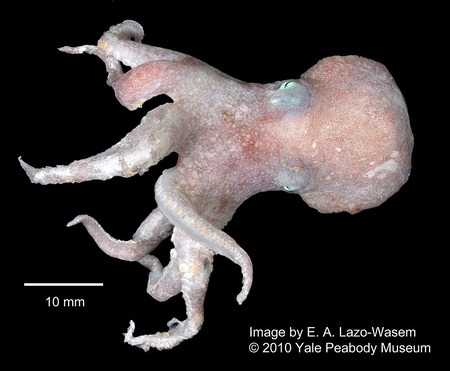 Animal Kingdom Definition, Classification & Characteristics | Study.com