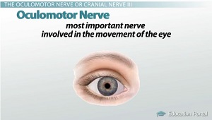 The Sense of Sight: Motion, Nerves and Eye Movements - Lesson | Study.com