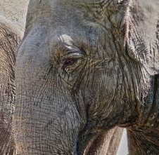 The Elephant Vanishes by Haruki Murakami | Summary & Analysis | Study.com