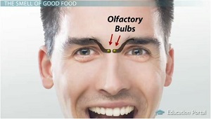 Brain Structures and Functions Part I - Lesson | Study.com