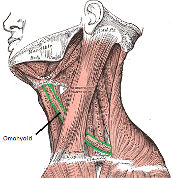Omohyoid Syndrome: Symptoms & Treatment | Study.com