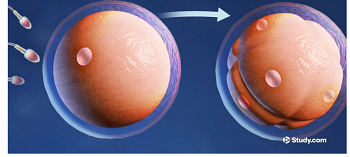 Oocyte Definition, Cell Division & Life Cycle - Lesson | Study.com