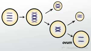 Oogenesis Definition & Process - Lesson | Study.com