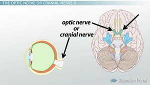 The Sense of Sight: Motion, Nerves and Eye Movements - Lesson | Study.com