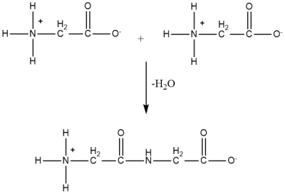 Draw the dipeptide that results when a peptide bond is formed between ...