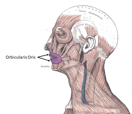 (a) Where is orbicularis oris located? (b) Explain its action. | Study.com