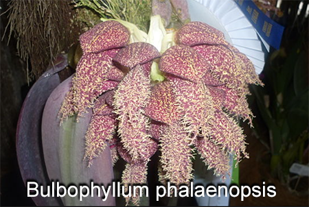 Analyzing Natural Selection as a Mechanism for Evolution Practice ...