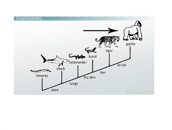 Comparing DNA Sequences to Understand Evolutionary Relationships with ...